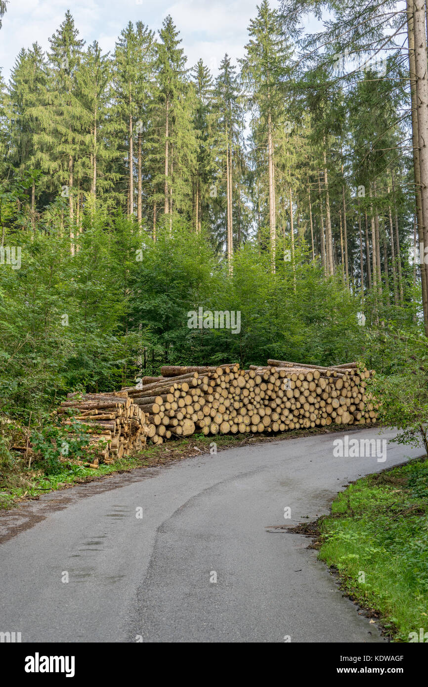 Coniferous forest with forest path and wood pile Stock Photo - Alamy