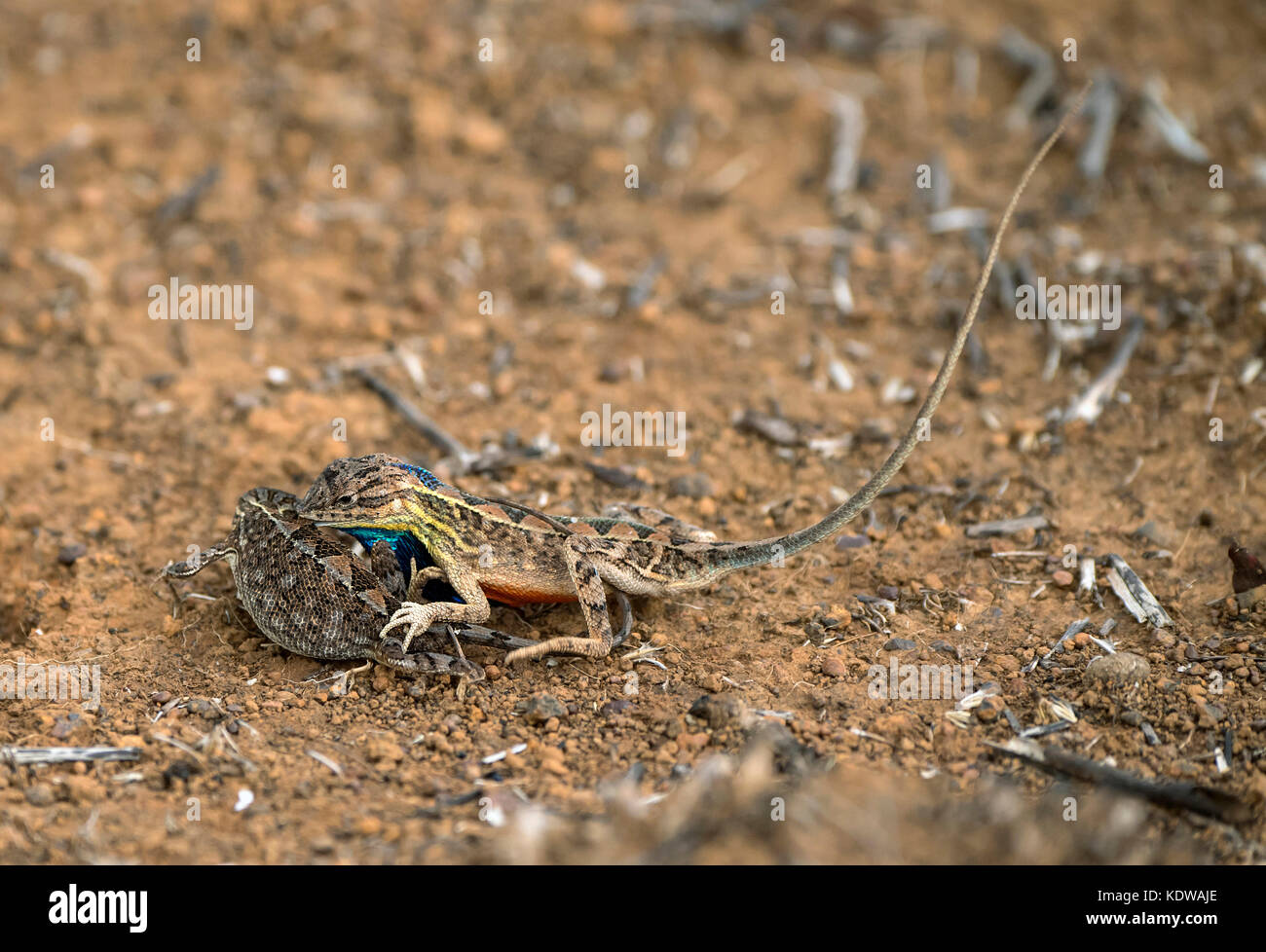 The image of Fan throated Lizard ( Sitana ponticeriana)male and female ...