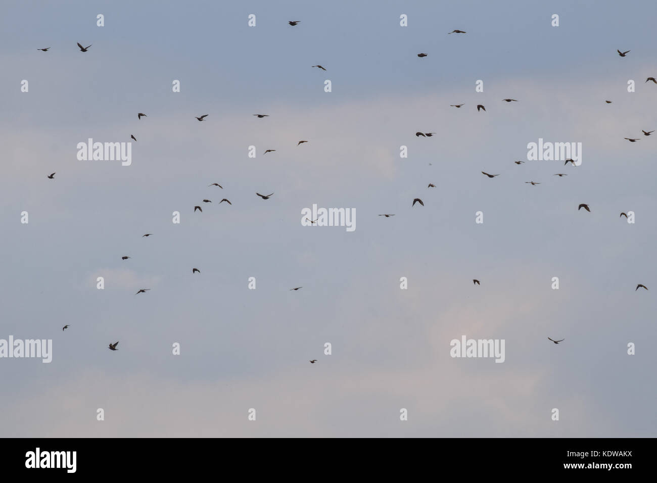 Group of birds hi-res stock photography and images - Alamy