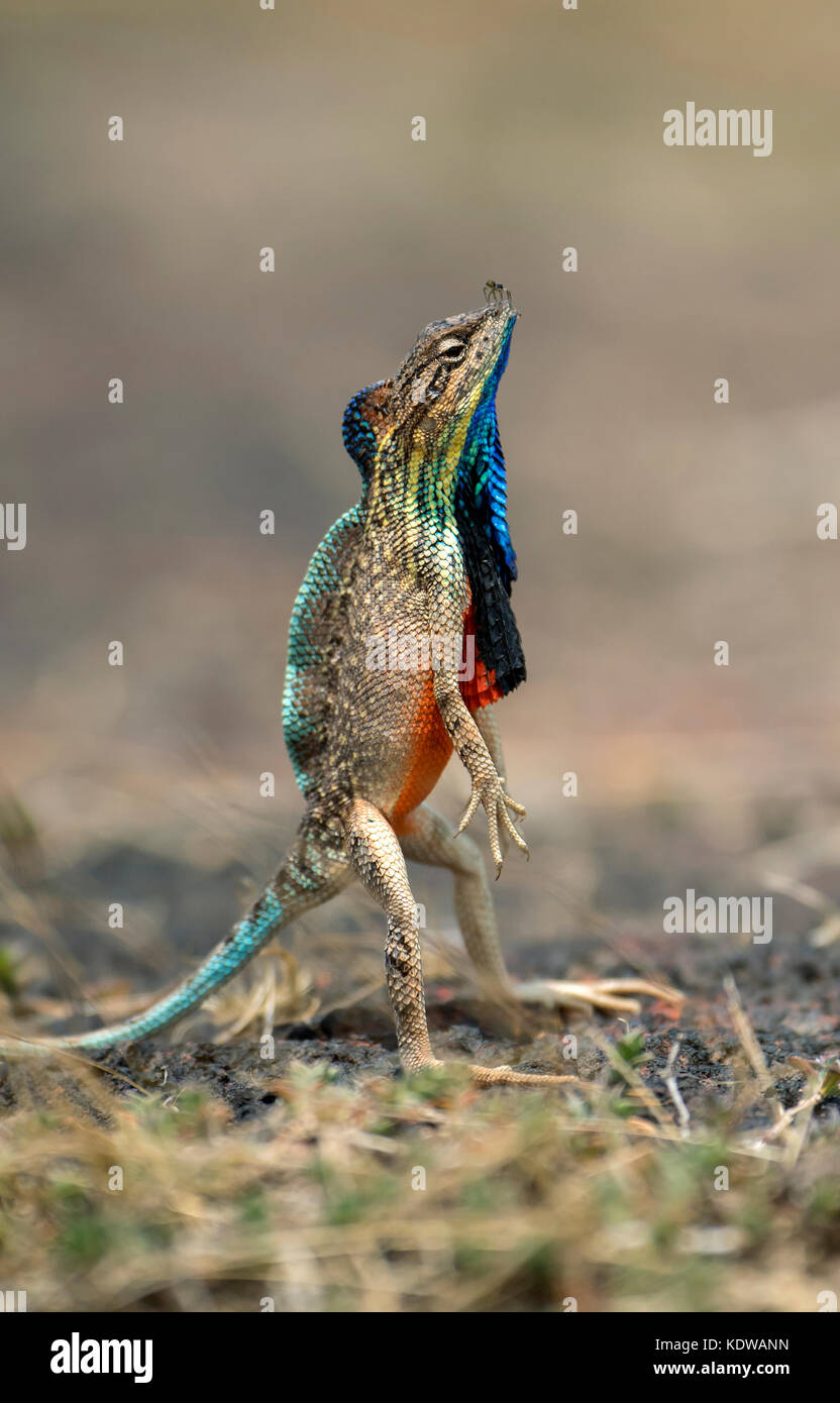 The image of Fan throated Lizard ( Sitana ponticeriana) displaying was ...
