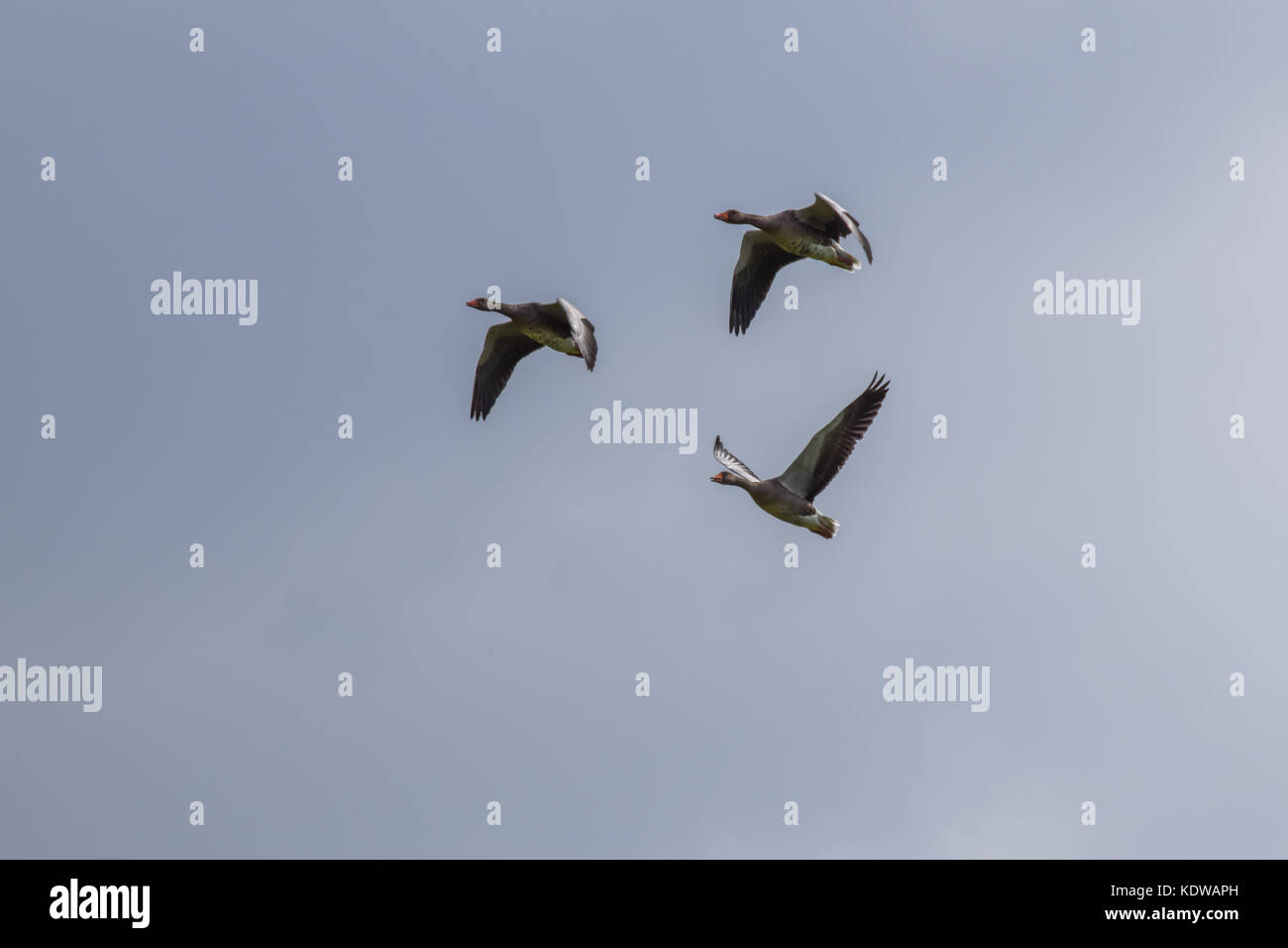 Flying geese bird cloudy sky in the netherlands Stock Photo - Alamy