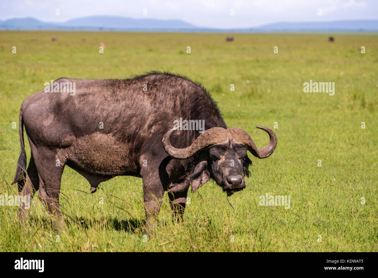 Early morning light on a herd of buffalo Stock Photo - Alamy