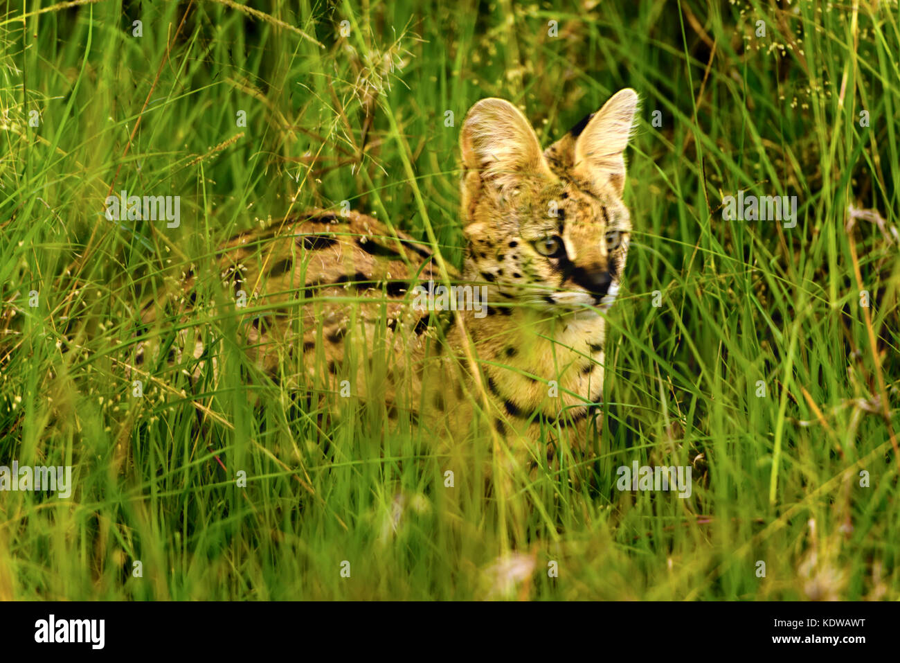 Beautiful Serval Wild Cat, Masai Mara Stock Photo - Alamy