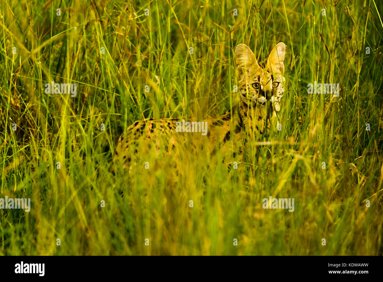 Beautiful Serval Wild Cat, Masai Mara Stock Photo - Alamy