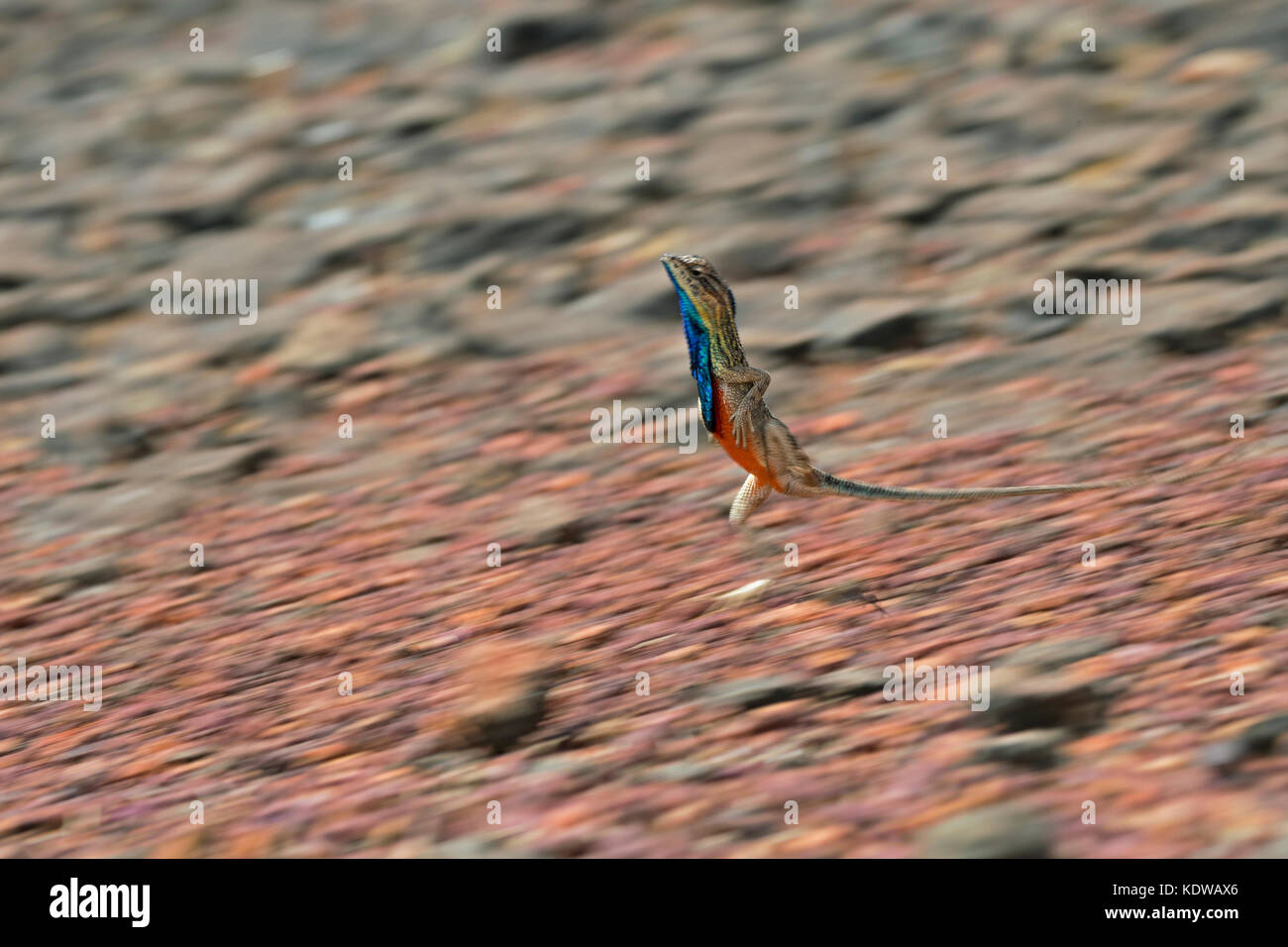 The image of Fan throated Lizard ( Sitana ponticeriana) was panned in ...