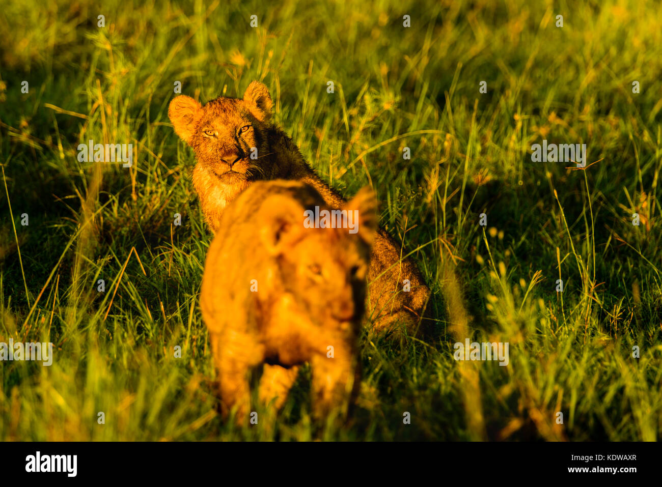 Family of lions in the grass of African savanna Kenya Stock Photo - Alamy