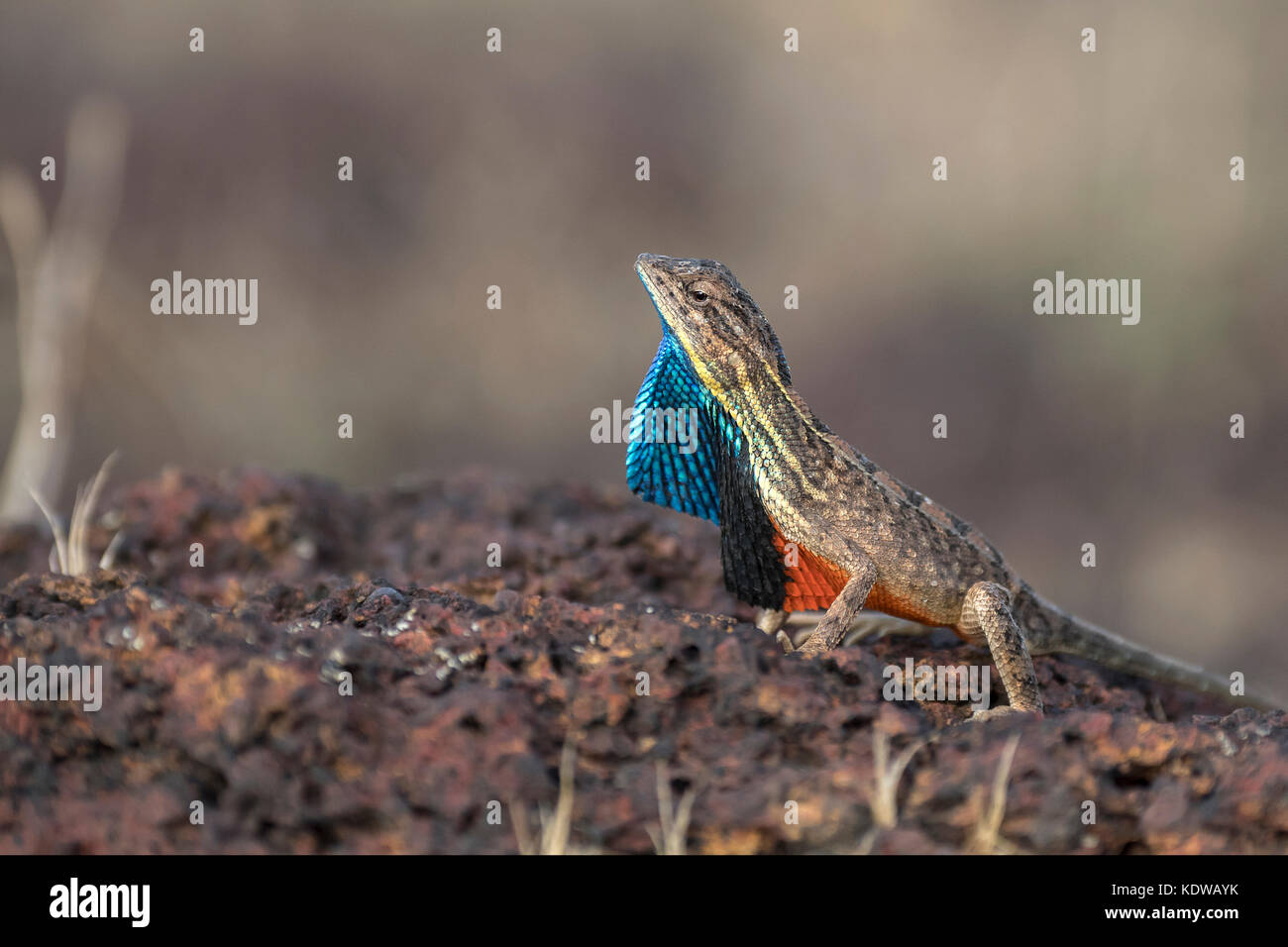 The image of Fan throated Lizard ( Sitana ponticeriana) displaying was ...