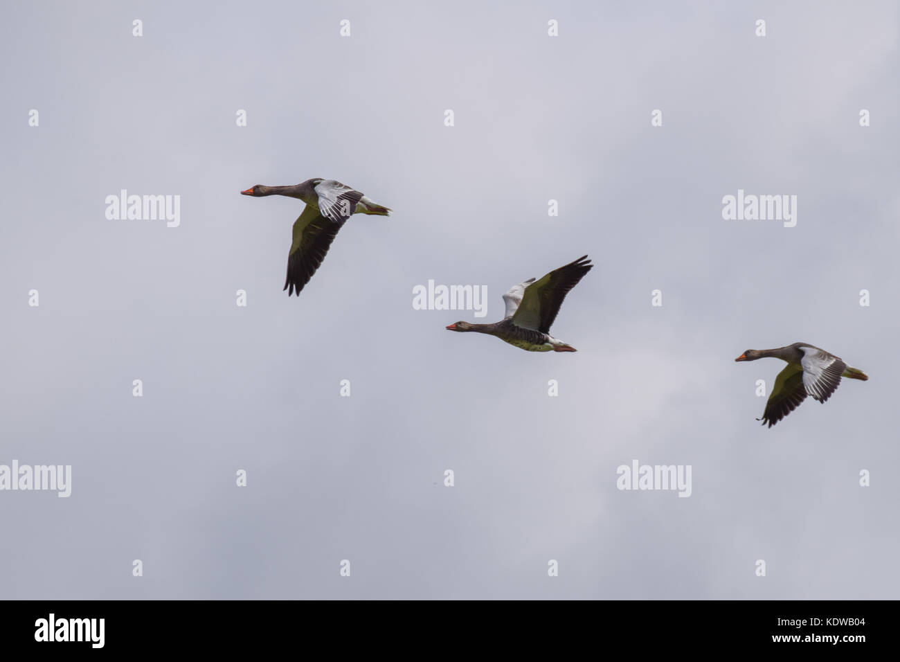 Flying geese bird cloudy sky in the netherlands Stock Photo - Alamy