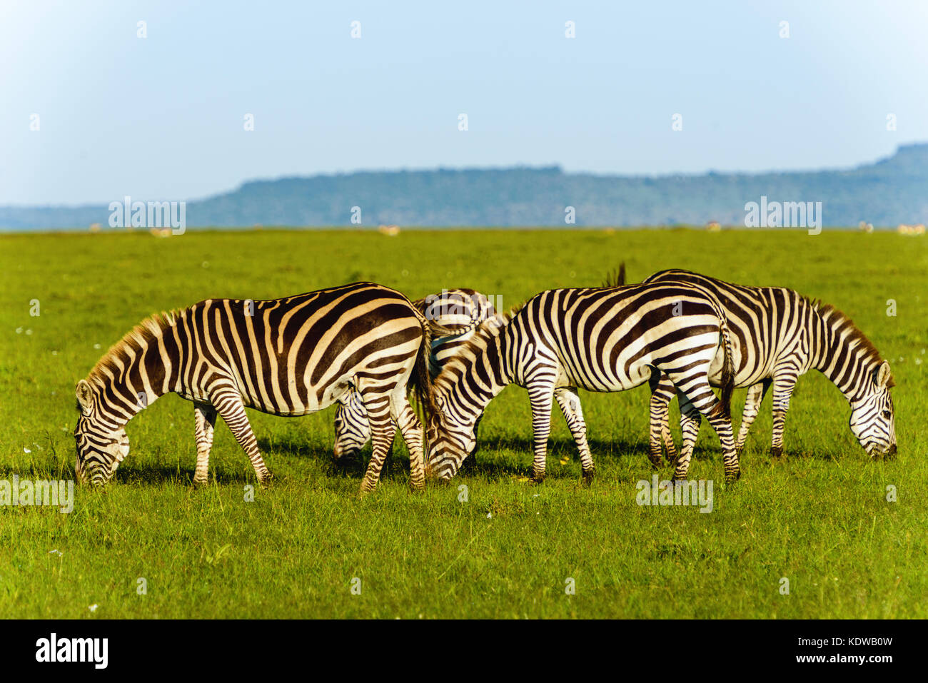 Zebra on grassland in Africa, National park of Kenya Stock Photo - Alamy