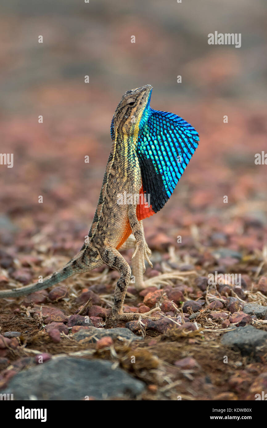 The image of Fan throated Lizard ( Sitana ponticeriana) displaying was ...