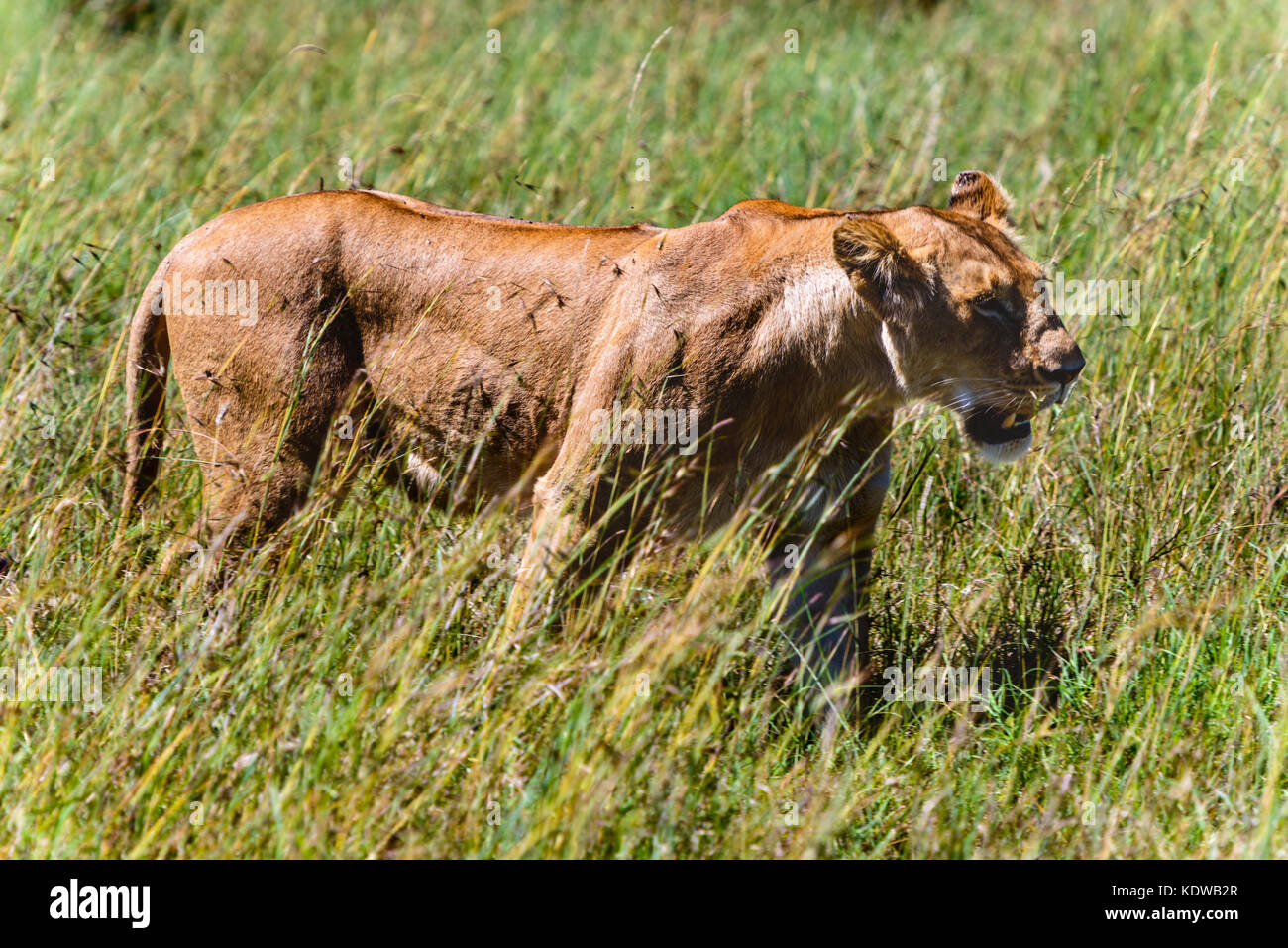 Image of a female lion on nature background. Wild Animals Stock Photo ...