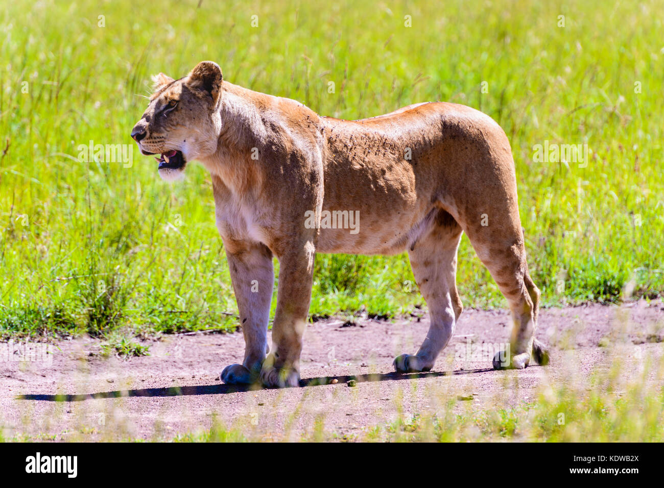 Image of a female lion on nature background. Wild Animals Stock Photo ...