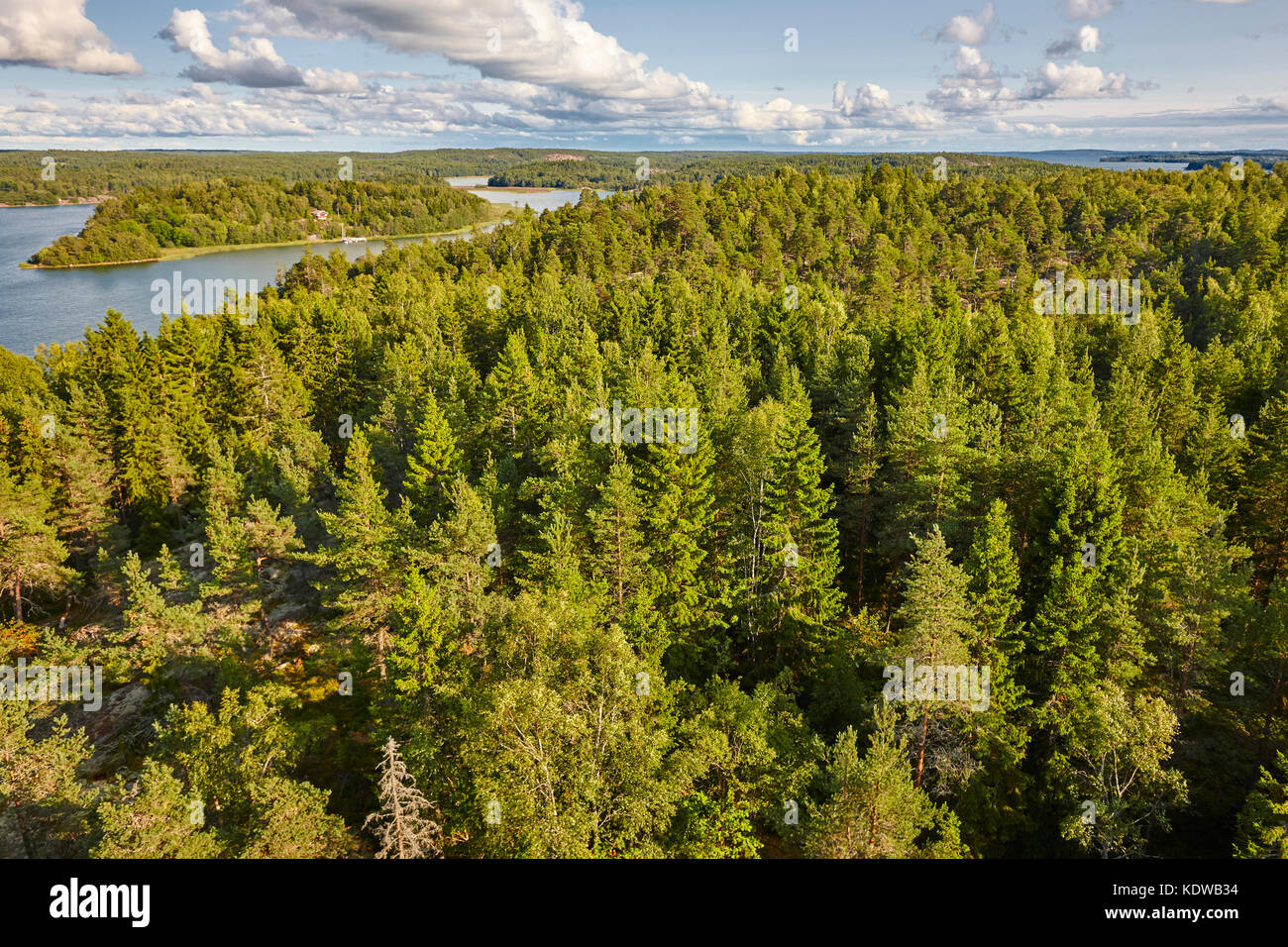 Pine wood forest in Finland at sunset. Nature background. Horizontal ...
