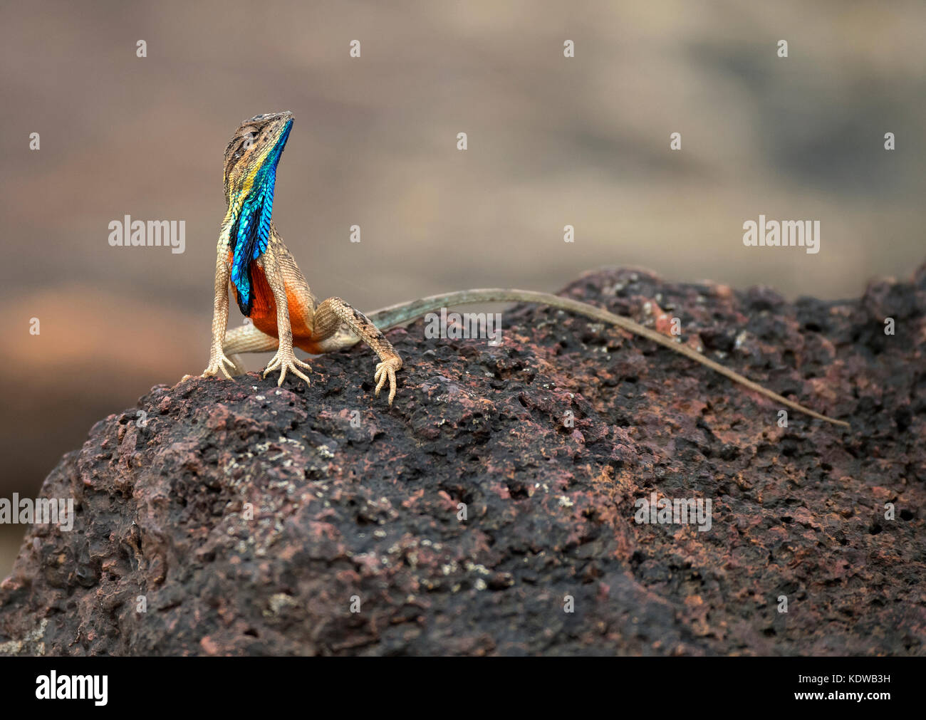 Fan throated lizard hi-res stock photography and images - Alamy