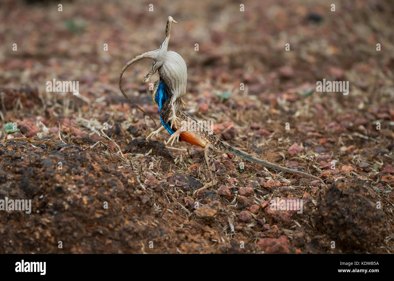 The image of Fan throated Lizard ( Sitana ponticeriana) mating ...