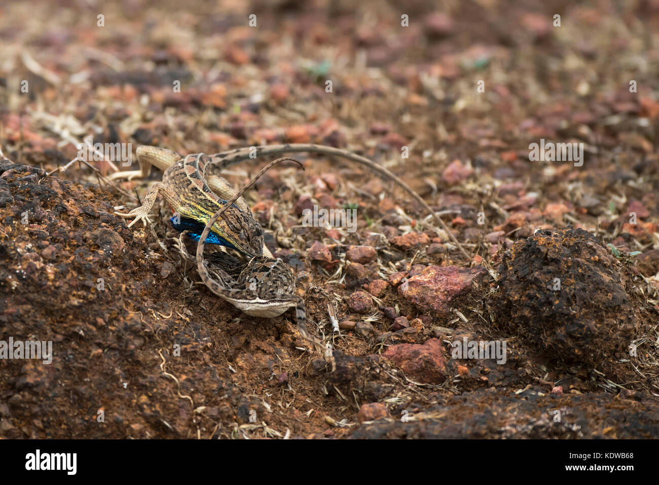 The image of Fan throated Lizard ( Sitana ponticeriana) mating ...