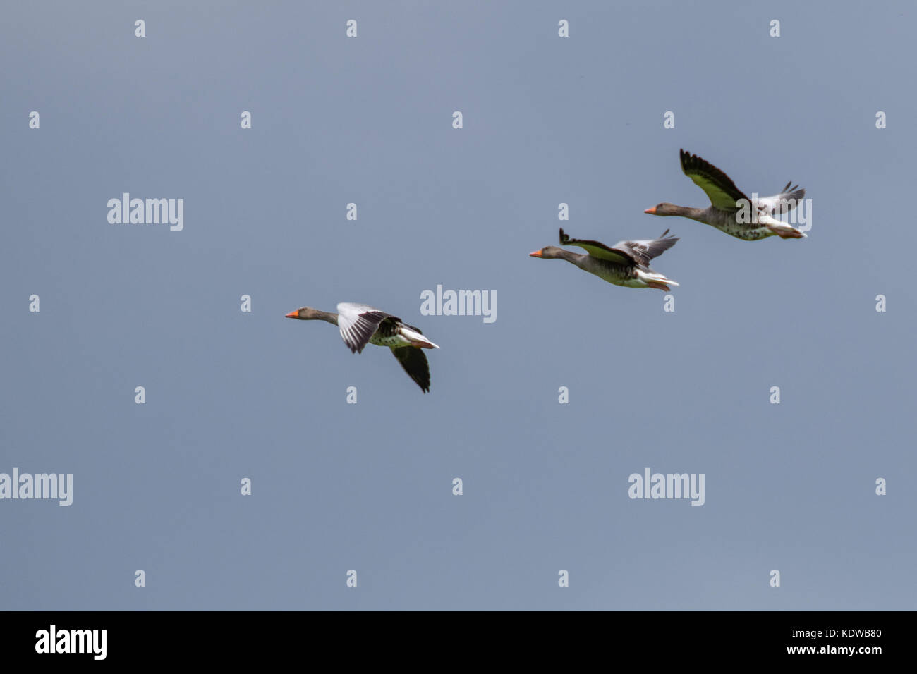 Flying geese bird cloudy sky in the netherlands Stock Photo - Alamy