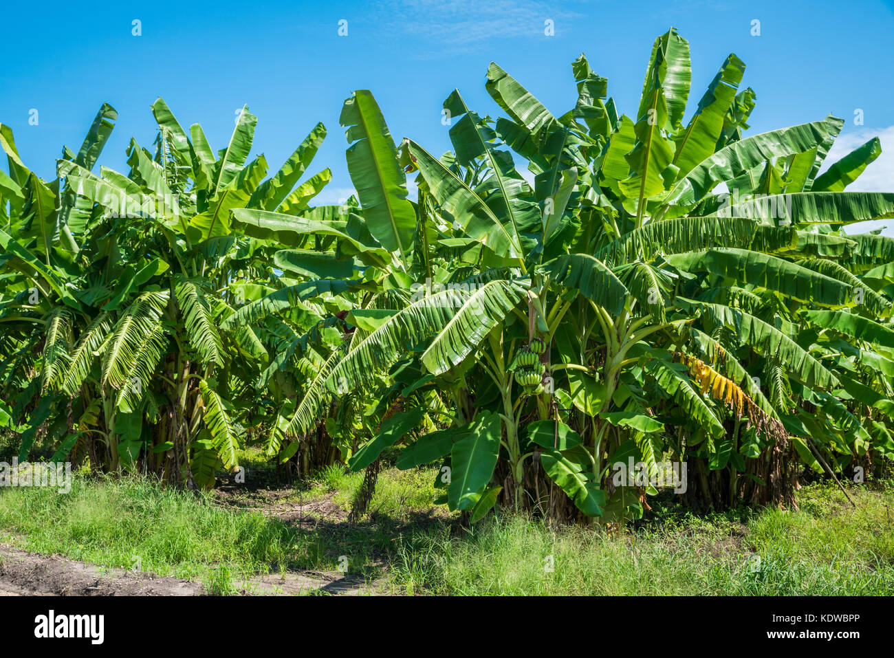 Banana tree plantation in nature garden with daylight blue sky Stock ...