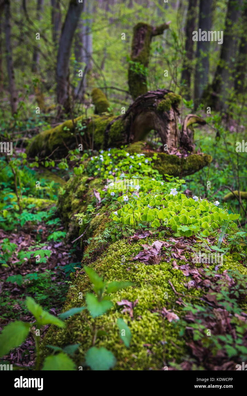 Oxalis acetosella plant called wood sorrel in Kampinos Forest (Polish ...