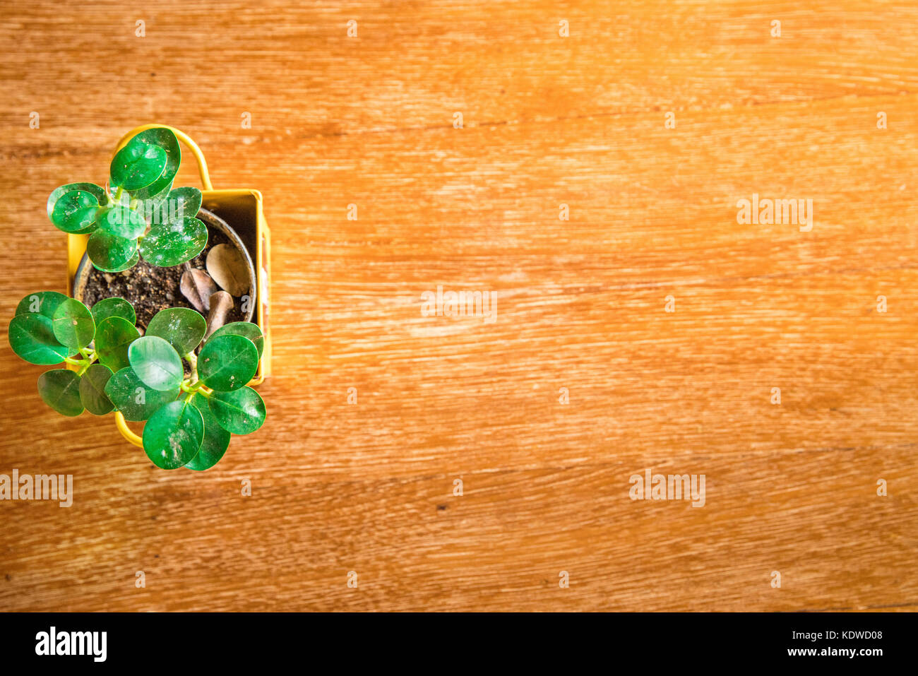 Table top view of small tree on brown wood with window light Stock ...