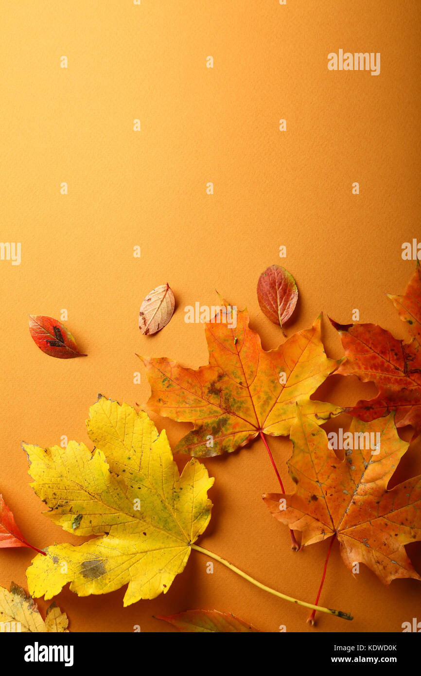Autumn yellow background Stock Photo - Alamy
