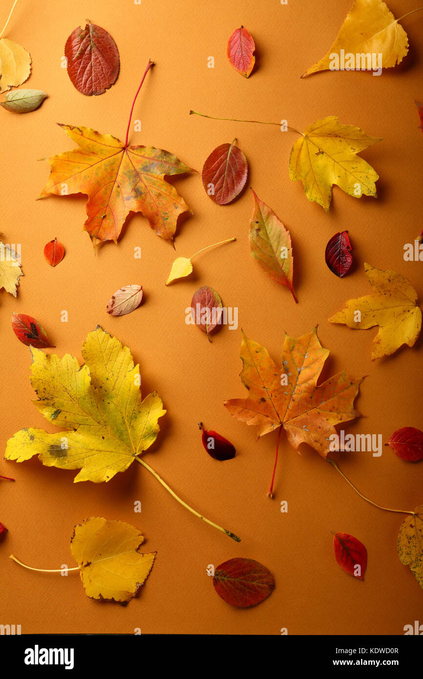 Autumn leaves pattern Stock Photo - Alamy