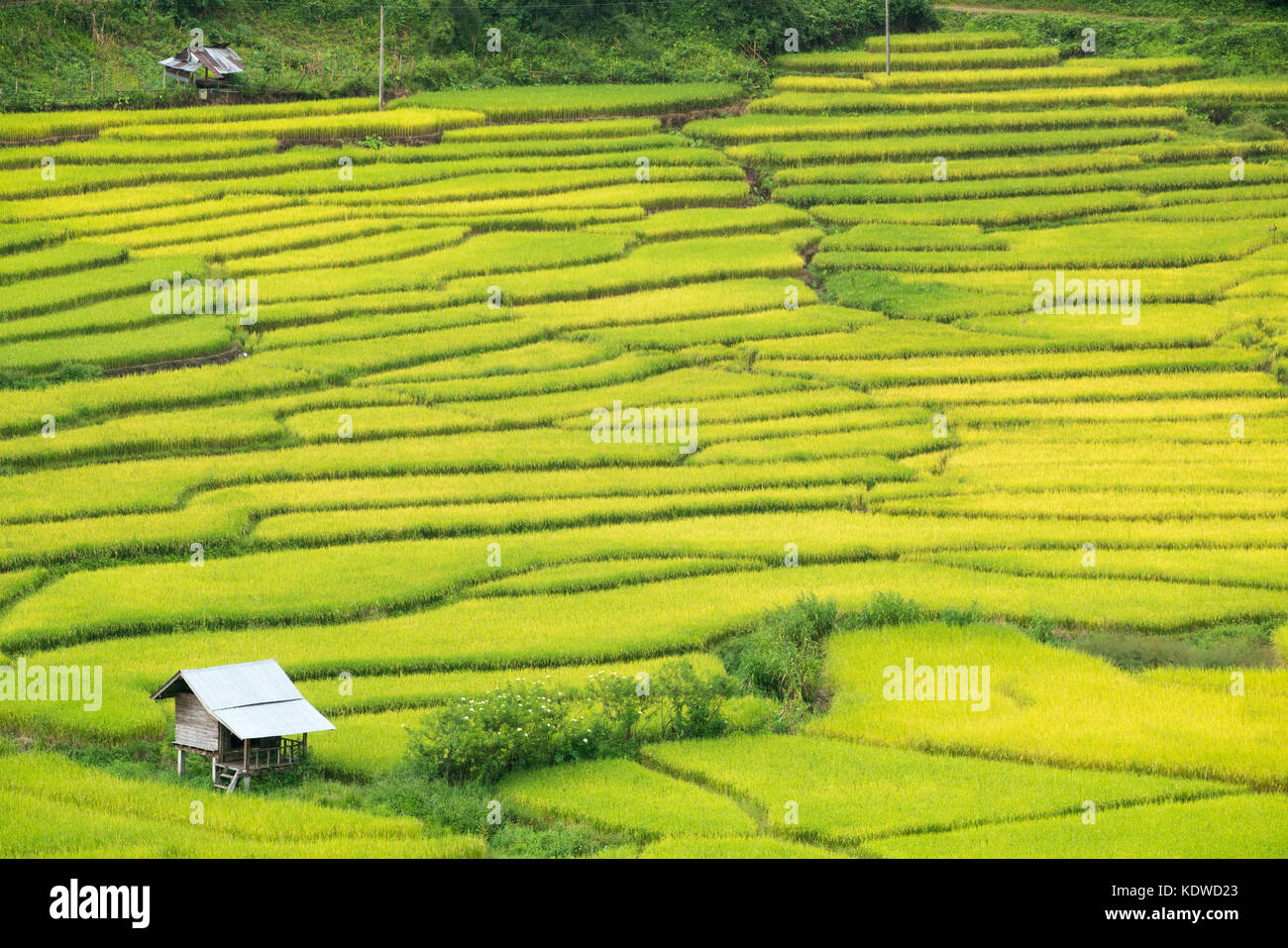 Green Terraced Rice Field in Nan, Thailand. Shoot from high view Stock ...