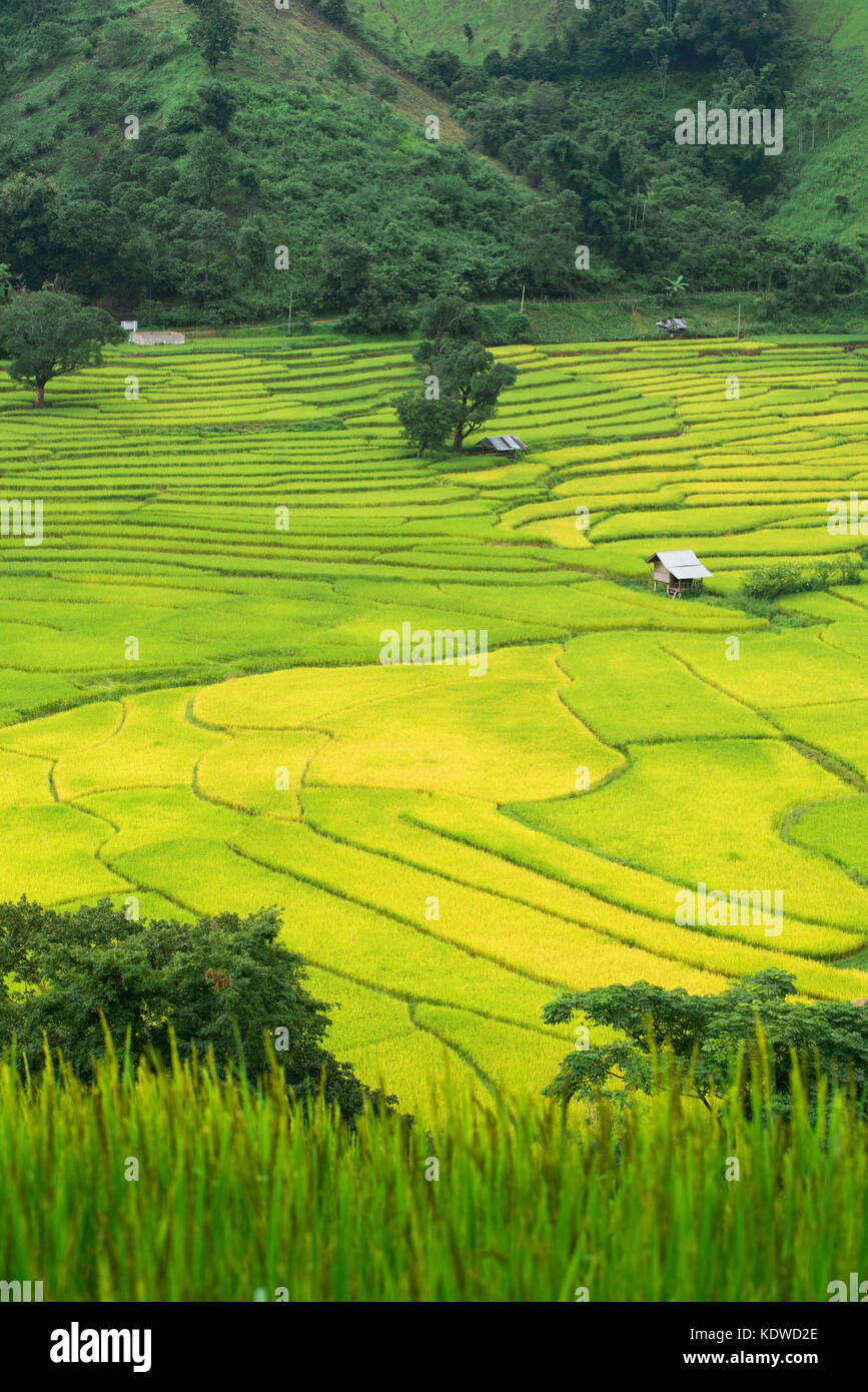 Green Terraced Rice Field in Nan, Thailand. Shoot from high view Stock ...