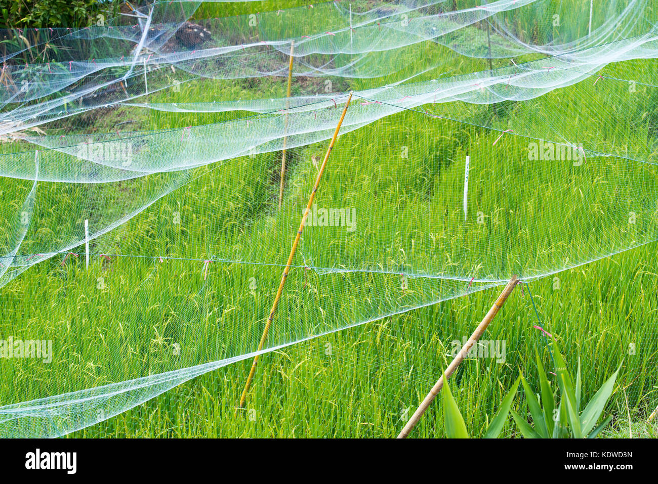 Rice field in the tested rice field with net cover at Royal Highland ...