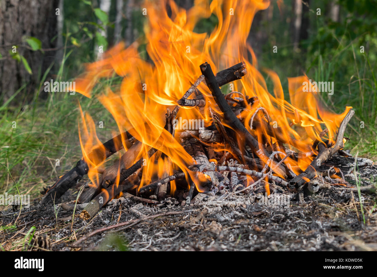 Campfire burning in the forest in summer Stock Photo - Alamy