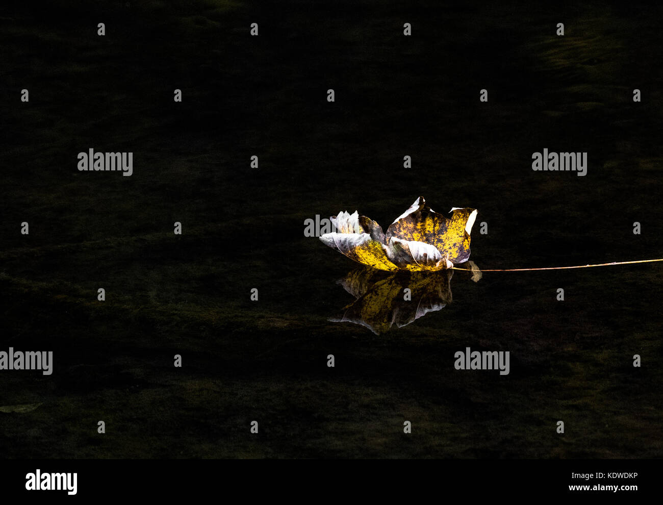 Autumn coloured leaf floating down a small stream Stock Photo - Alamy