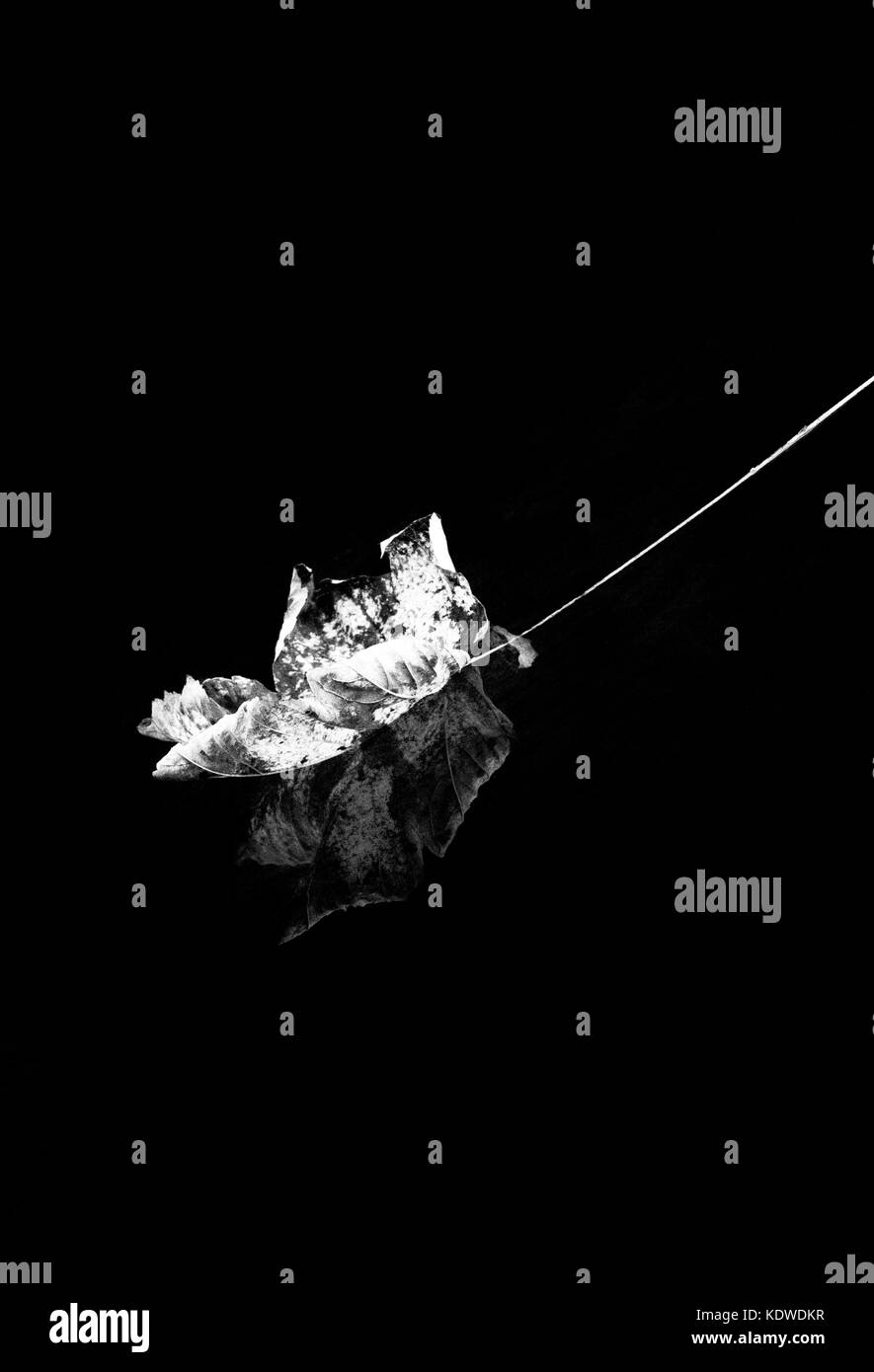 Leaf floating down river Black and White Stock Photos & Images - Alamy