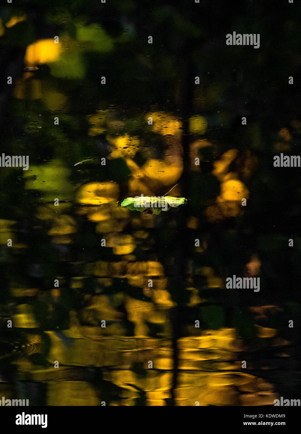 Autumn coloured leaf floating down a small stream Stock Photo - Alamy