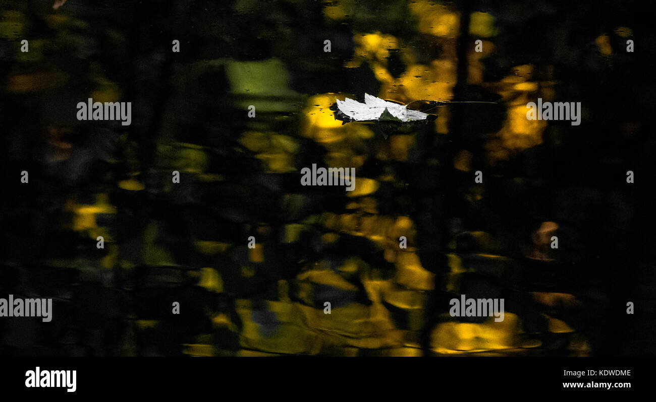 Autumn coloured leaf floating down a small stream Stock Photo - Alamy