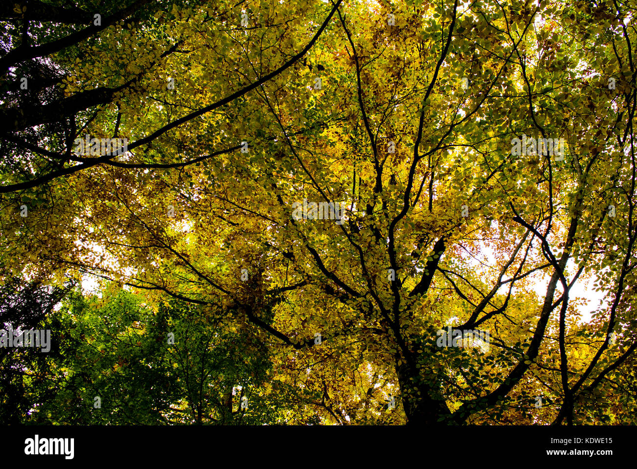 The woods near Neuschwanstein Castle, in Bavaria, Germany Stock Photo ...