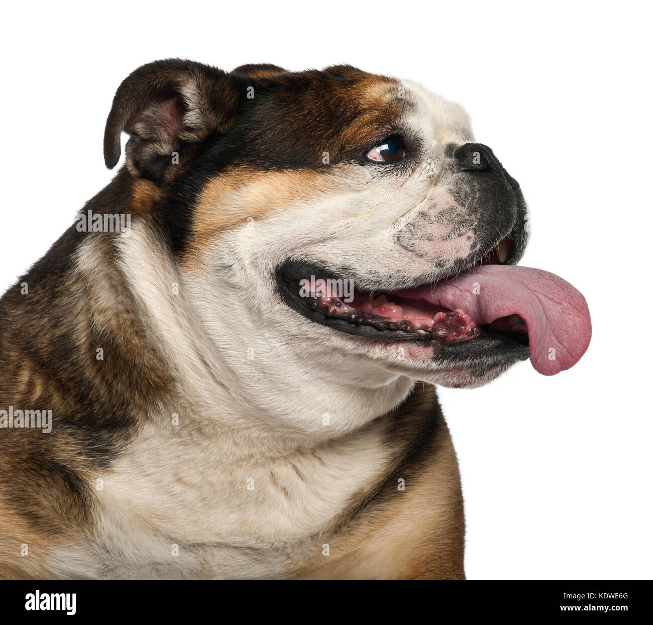 English Bulldog, 6 years old, against white background Stock Photo - Alamy