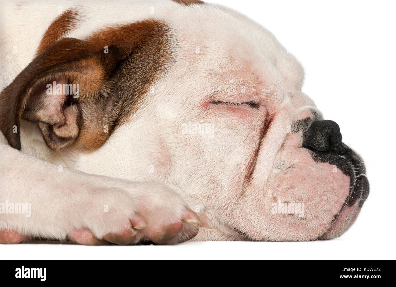 English Bulldog, 5 and a half months old, lying close up against white ...