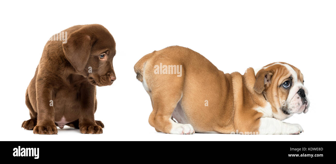 Labrador retriever puppy looking at the butt of an English Bulldog and ...