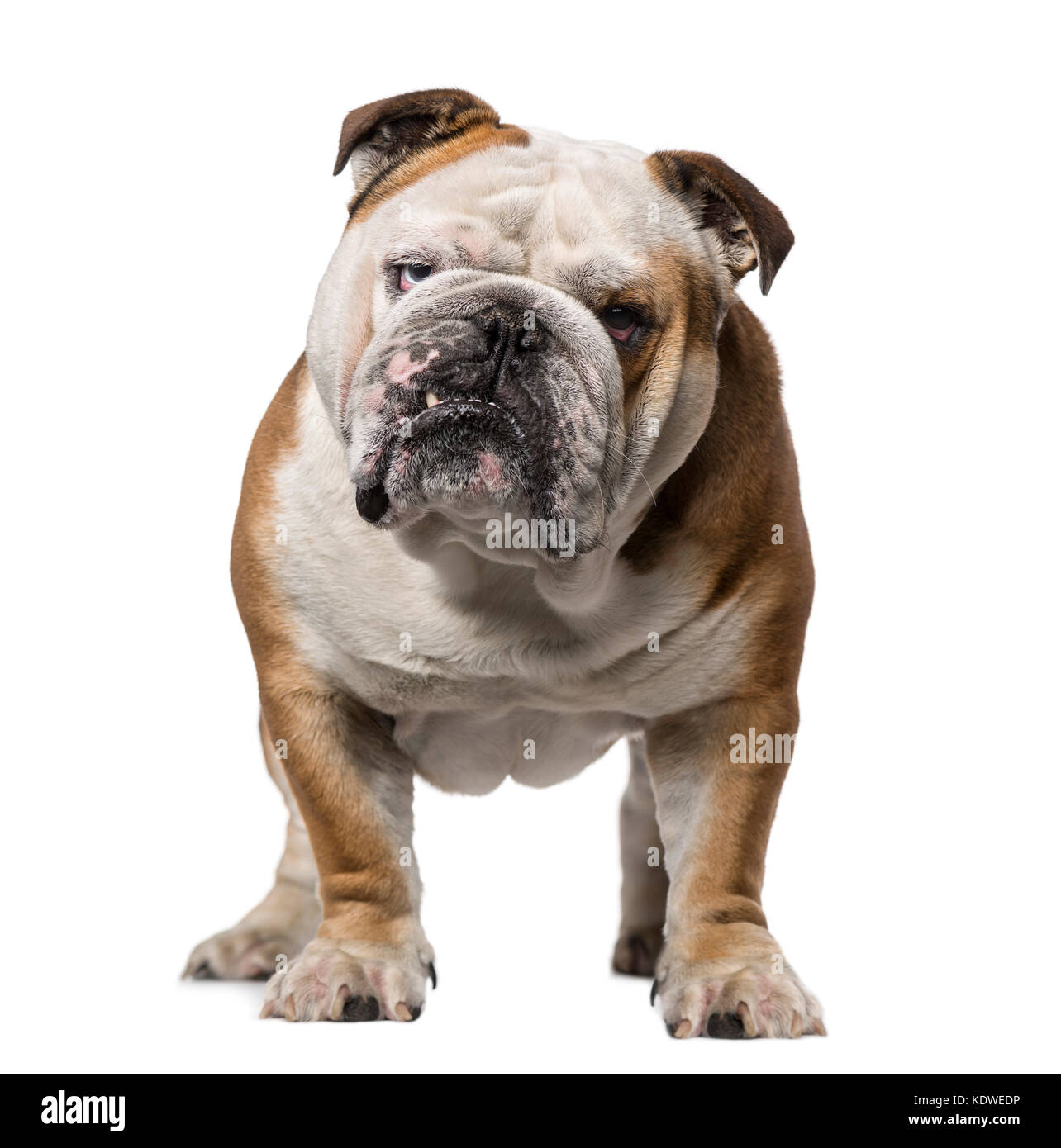English Bulldog (3 years old Stock Photo - Alamy