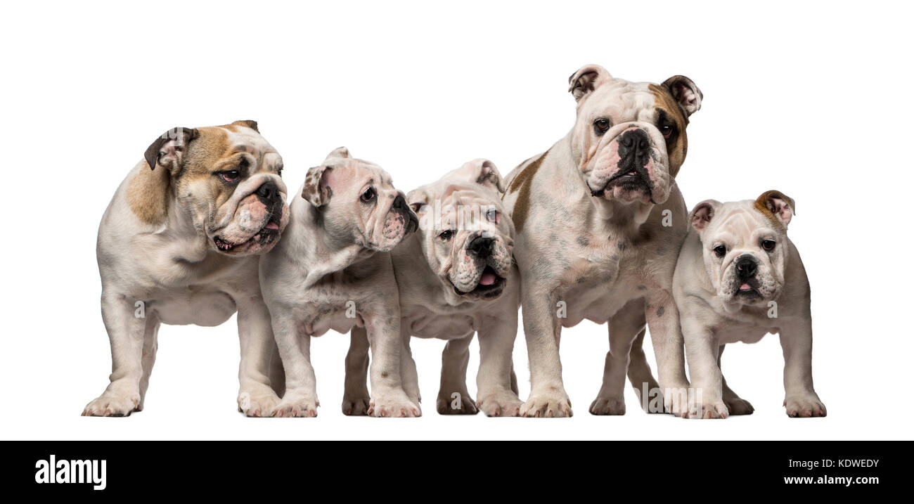 Group of English Bulldogs Stock Photo - Alamy