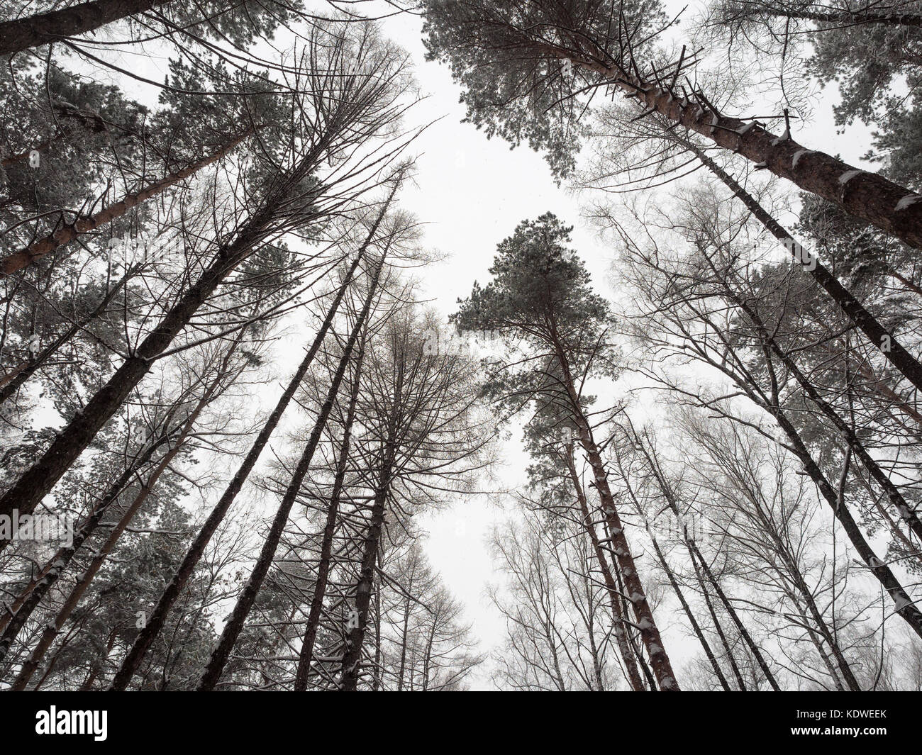 Forest low angle view hi-res stock photography and images - Alamy