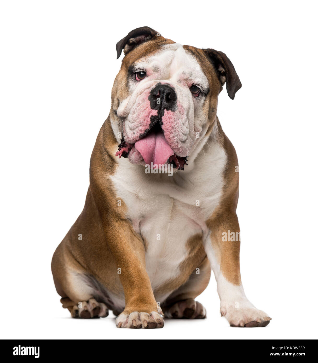 English Bulldog (1 year old Stock Photo - Alamy