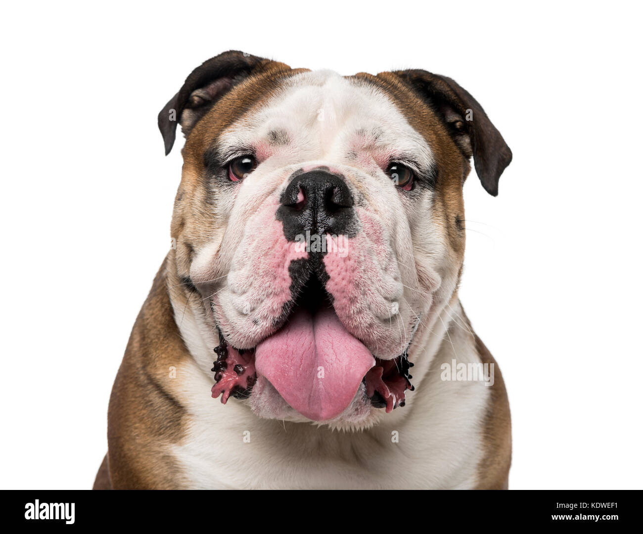 English Bulldog (1 year old Stock Photo - Alamy