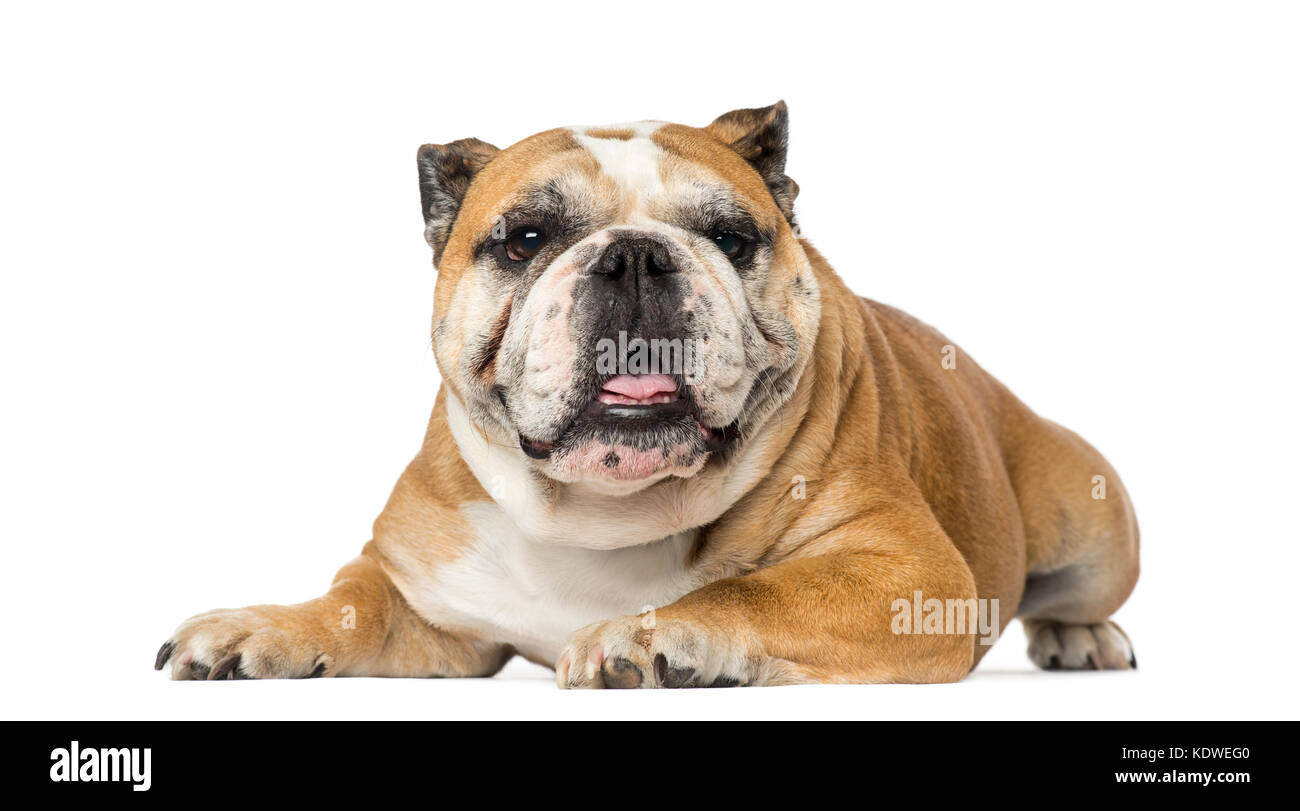 English Bulldog (5 years old Stock Photo - Alamy