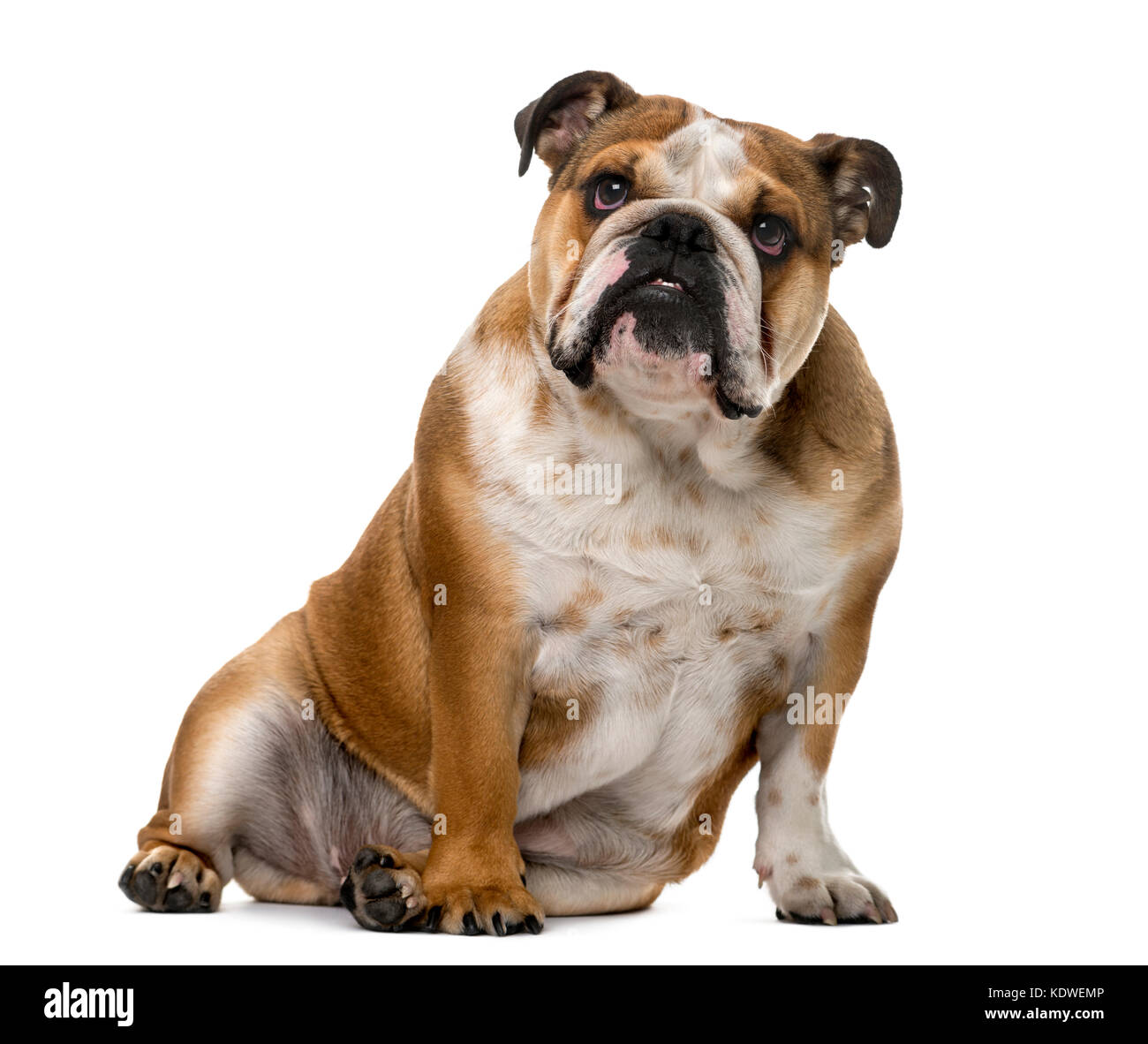 English Bulldog (1 year old) in front of a white background Stock Photo ...