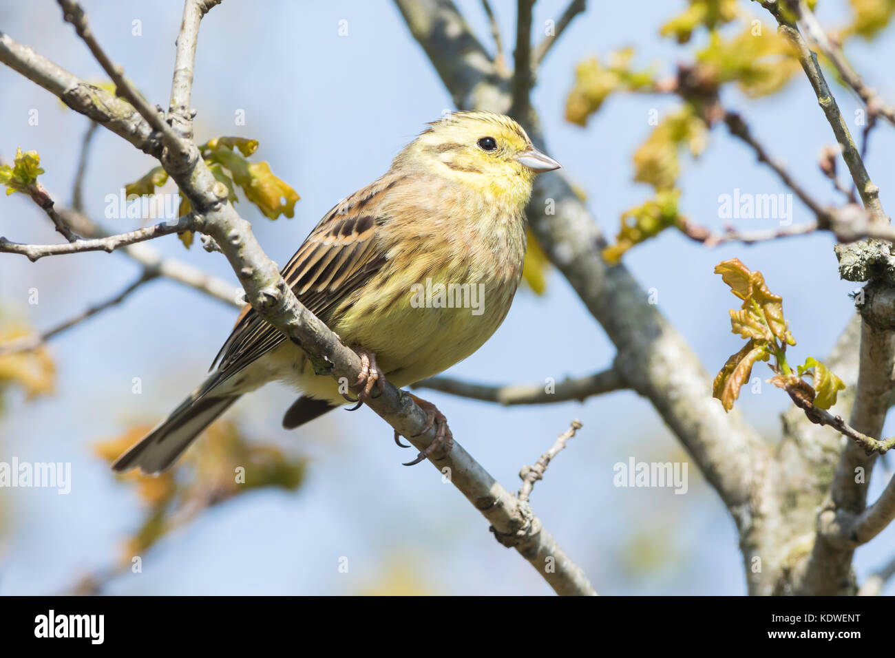 Female yellowhammer uk hi-res stock photography and images - Alamy