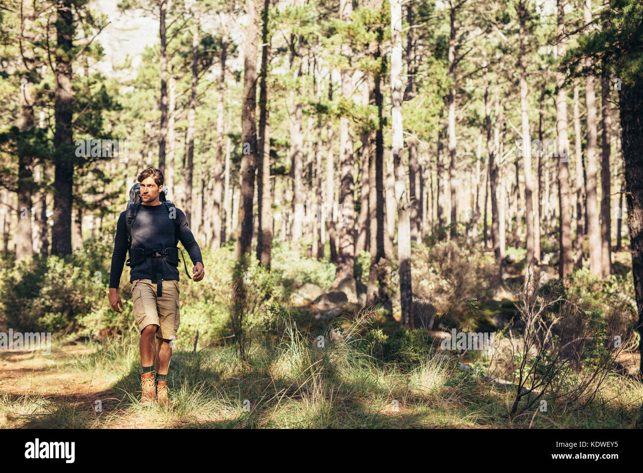 Hiker trekking on the trail in a forest. Man exploring nature walking ...