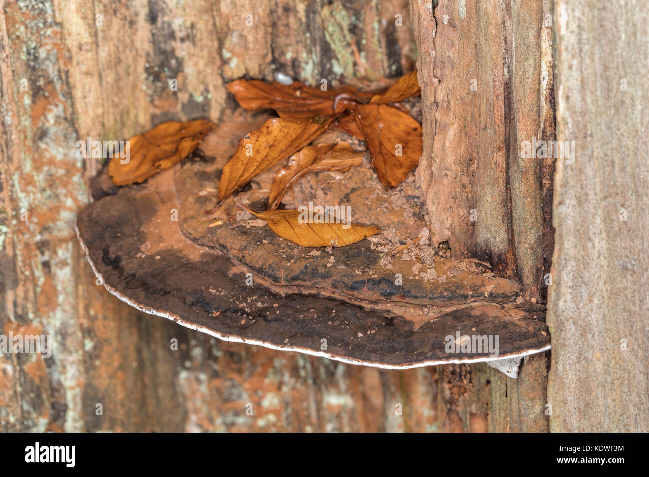 Fungus on tree trunk Stock Photo - Alamy