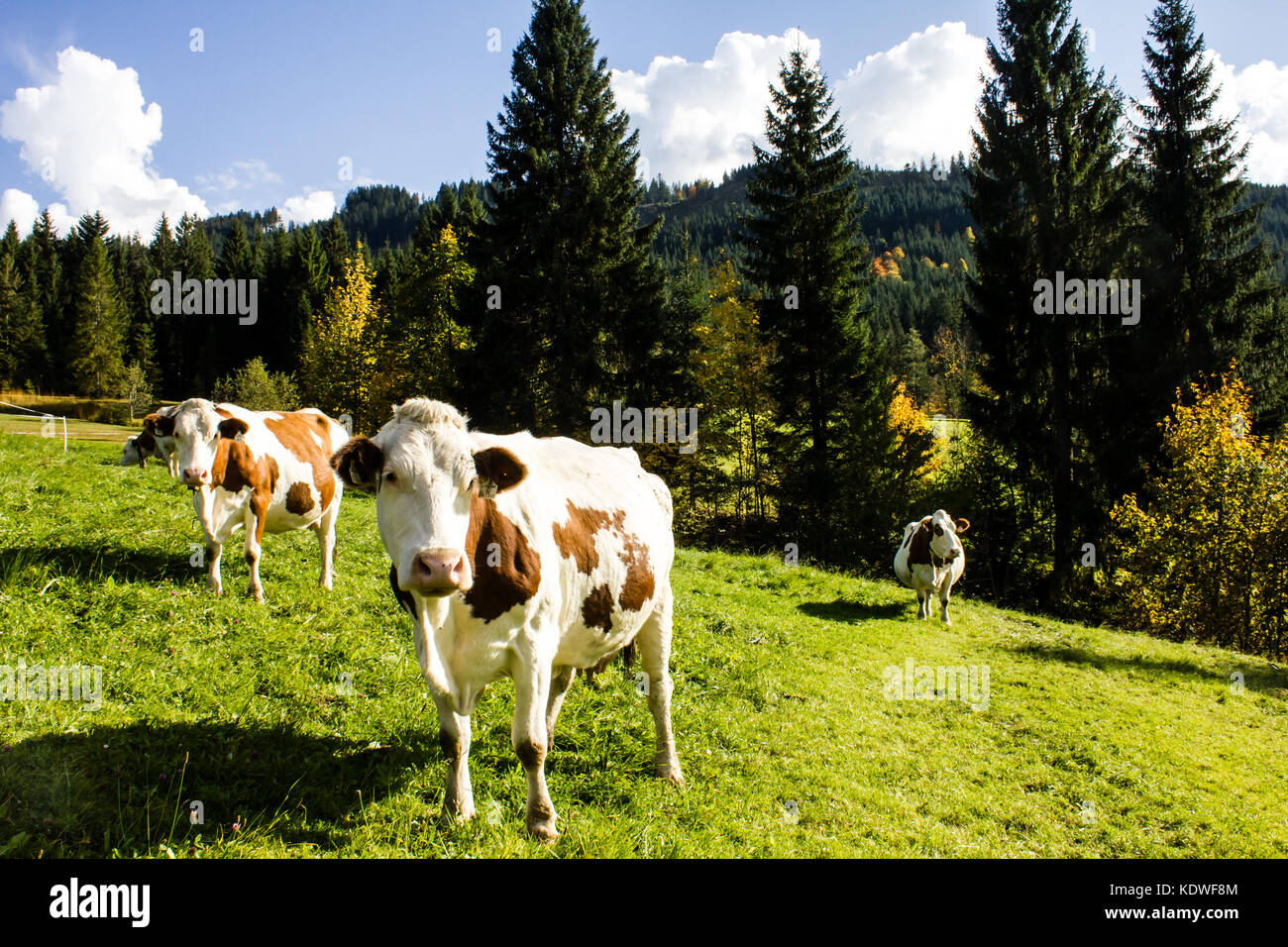 Hallstatt Austria Salt Mine High Resolution Stock Photography and ...