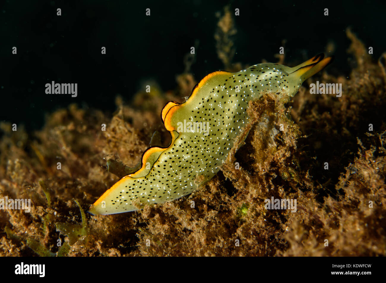 Green elysia hi-res stock photography and images - Alamy